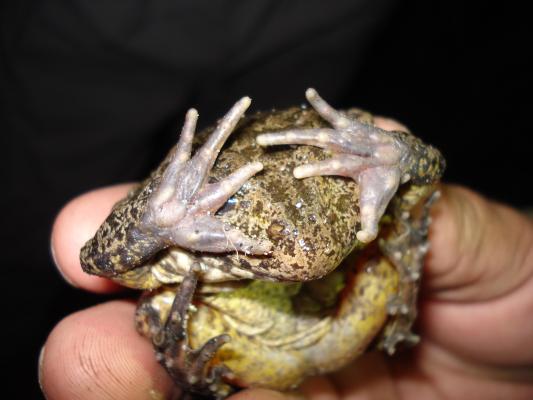 Carolina Gopher Frog | NC Wildlife
